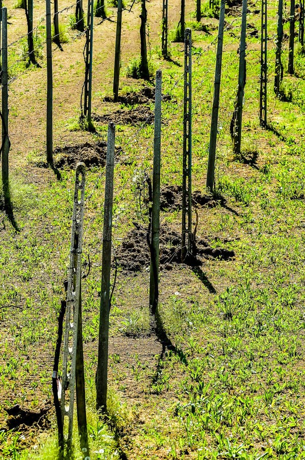 A Field of Grape Vines with a Few Bare Stalks Stock Image - Image of ...