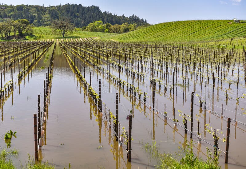 Field of Grape Vines are Under Water Stock Photo - Image of grapevine ...