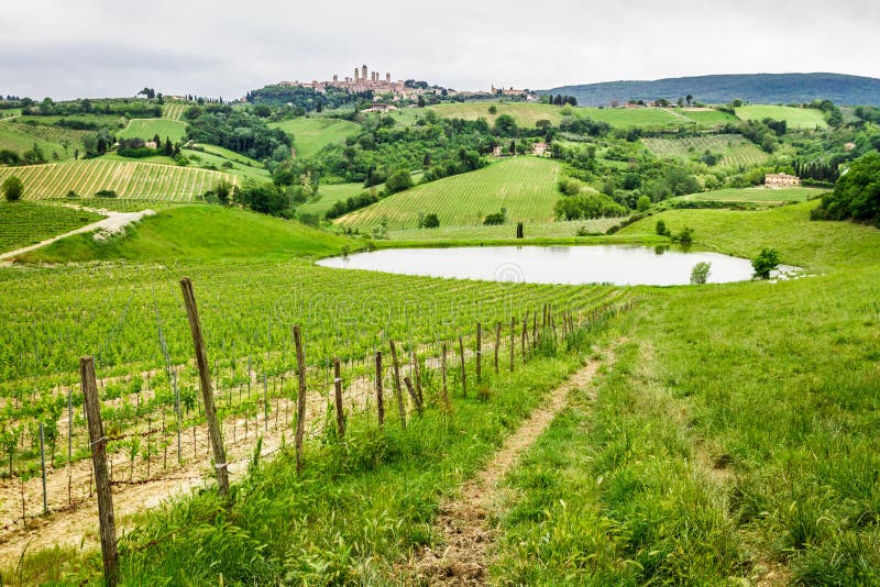 Field of grapes on a pond stock photo. Image of beauty - 31512408