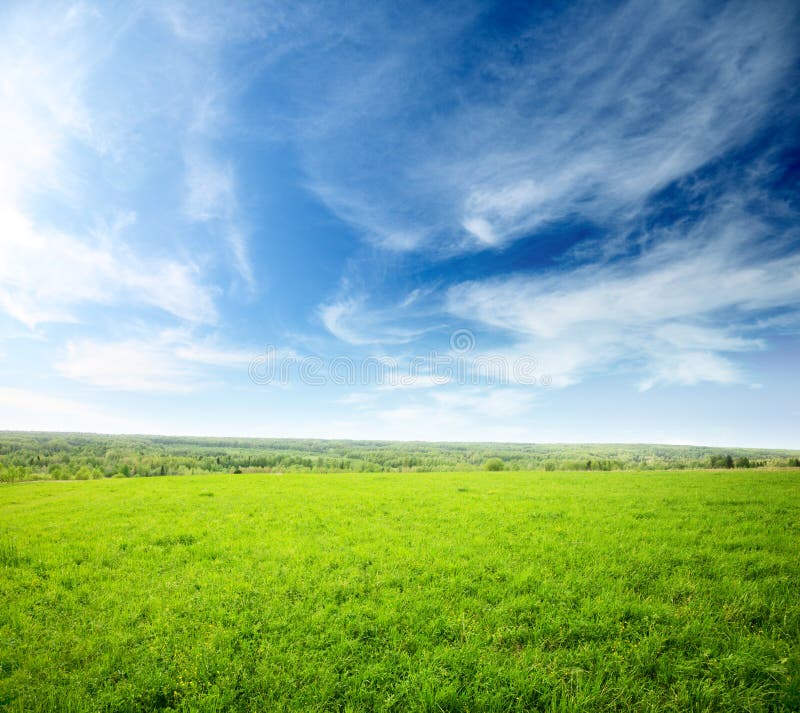 Field of grass stock image. Image of blue, outdoor, natural - 10661417
