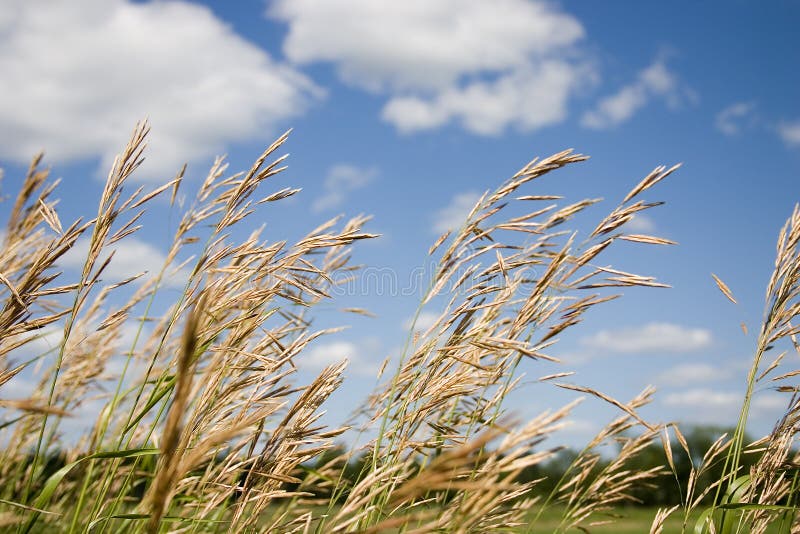 Beach grass stock photo. Image of coast, grass, beach - 42963076