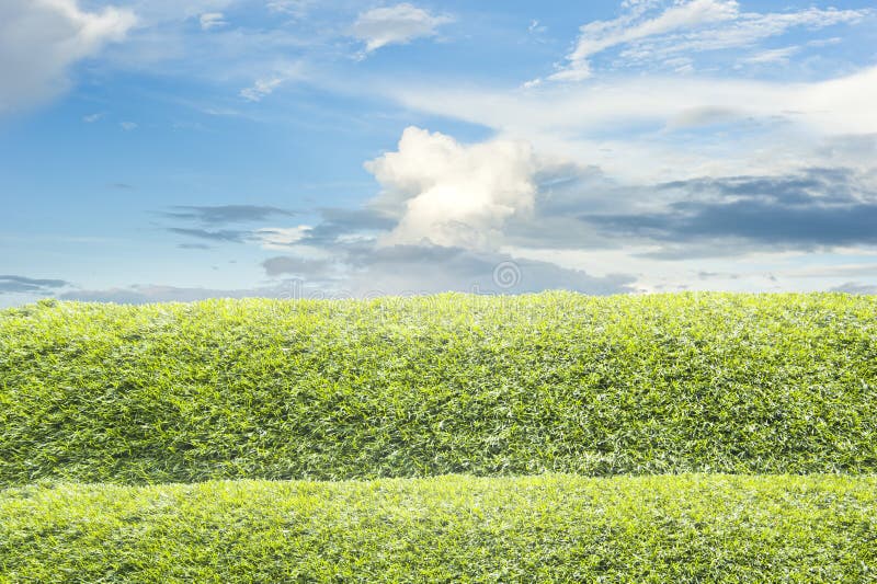 Field of grass stock photo. Image of beauty, land, countryside - 26259012