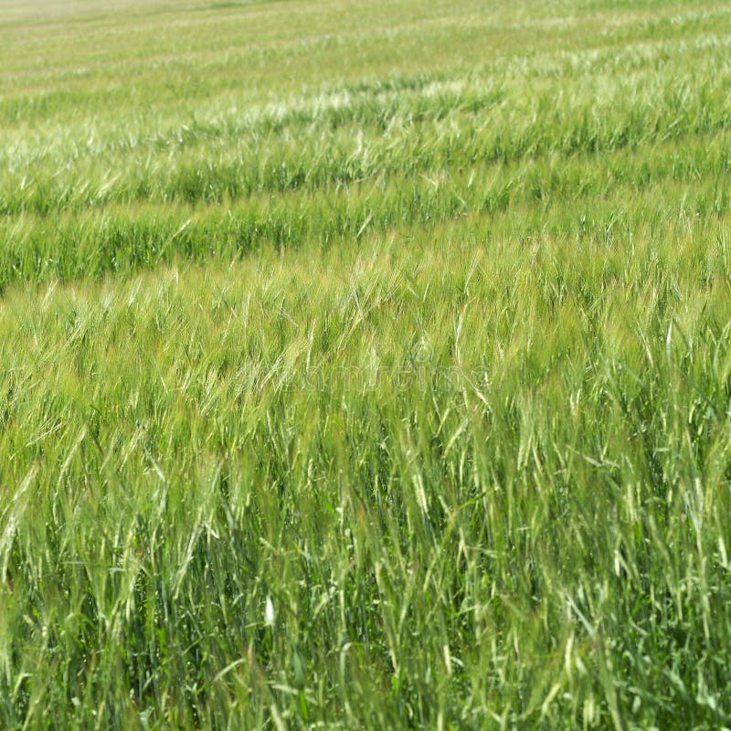Field of grass stock image. Image of landscape, nature - 28061283