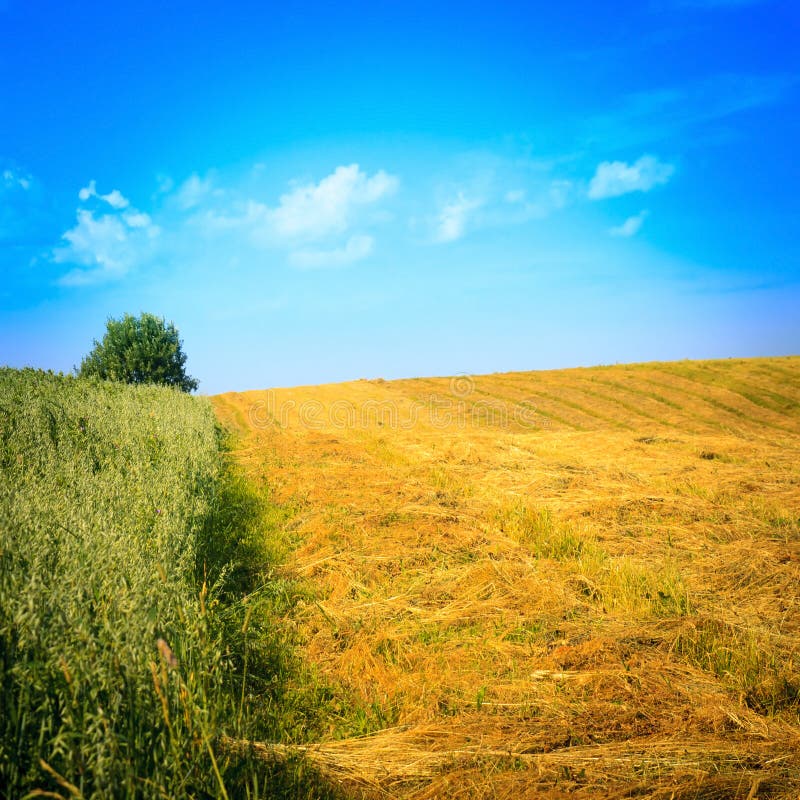 Field of grass stock image. Image of paradise, cloudscape - 38175325