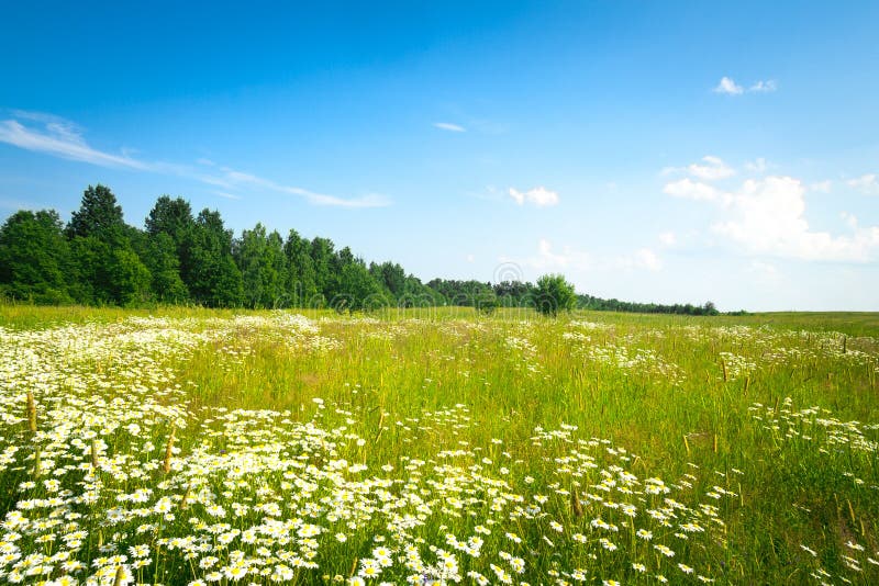Field of grass stock photo. Image of paradise, cloudy - 38221888
