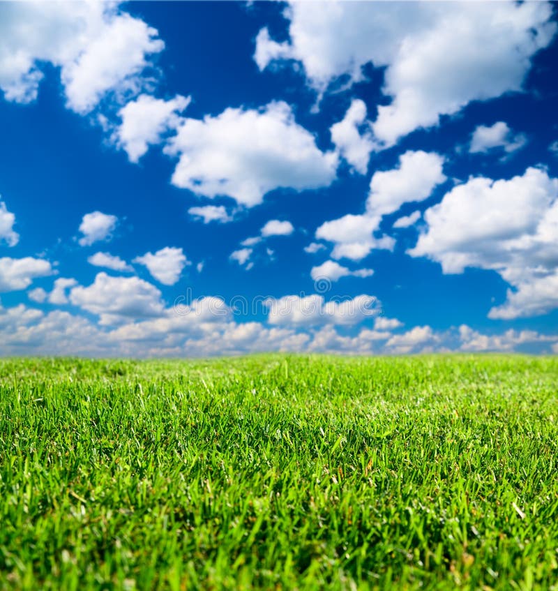 Field of grass stock image. Image of field, green, nature - 7314295