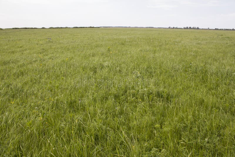 Field with a grass stock image. Image of greens, cloudy - 43910301