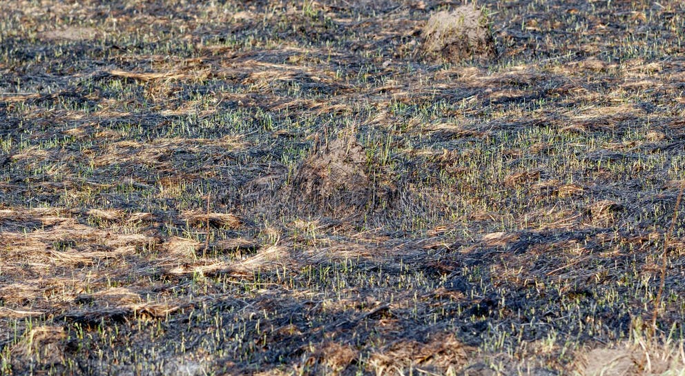 A Field of Grass is Burnt and Dry Stock Photo - Image of season ...