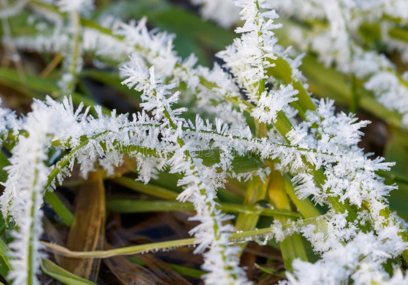 A Field of Grass Covered in Frost Stock Photo - Image of leaves, frozen: 351327210