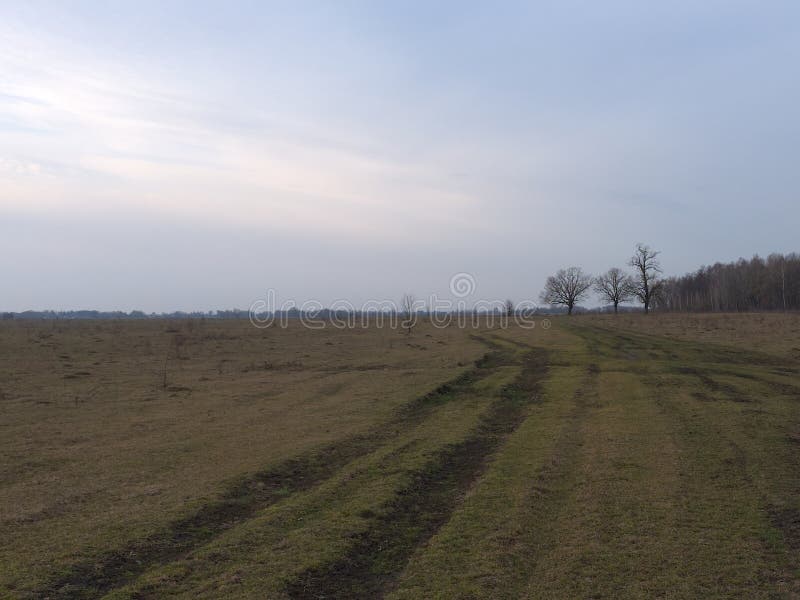 Field Grass in Early March in the Evening. a Small Grove in the ...