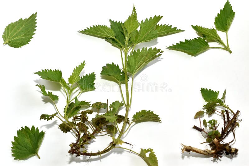 Field Grass in Early Spring Stinging Nettle. Stock Photo - Image of ...