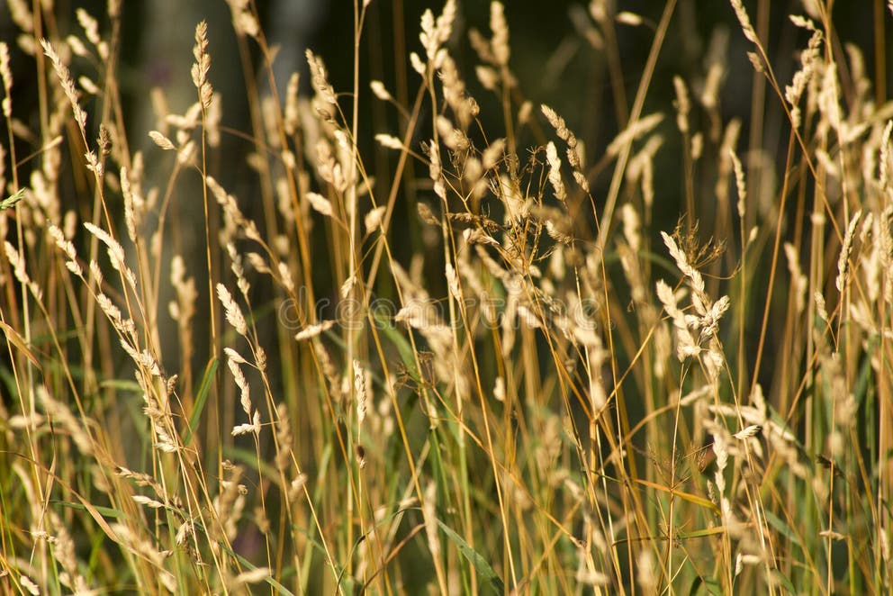 Field of grass ears stock image. Image of season, yellow - 80847949