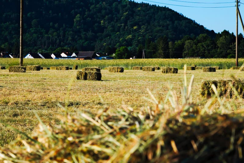 Field, Grass, Farm, Agriculture Stock Image - Image of plant, grassland ...