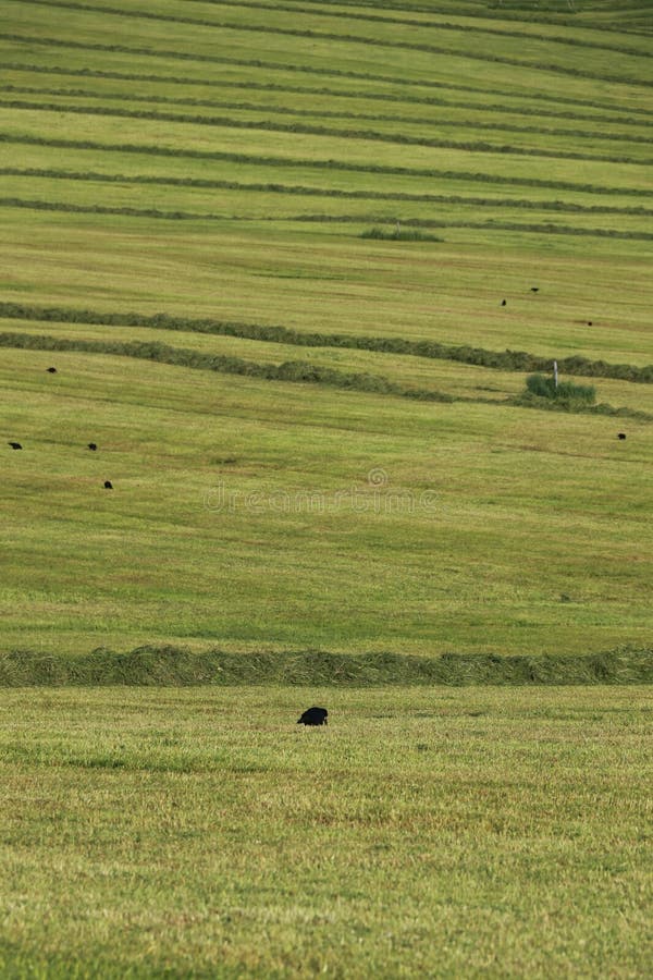 Birds flying stock image. Image of tree, wing, bird - 202015273