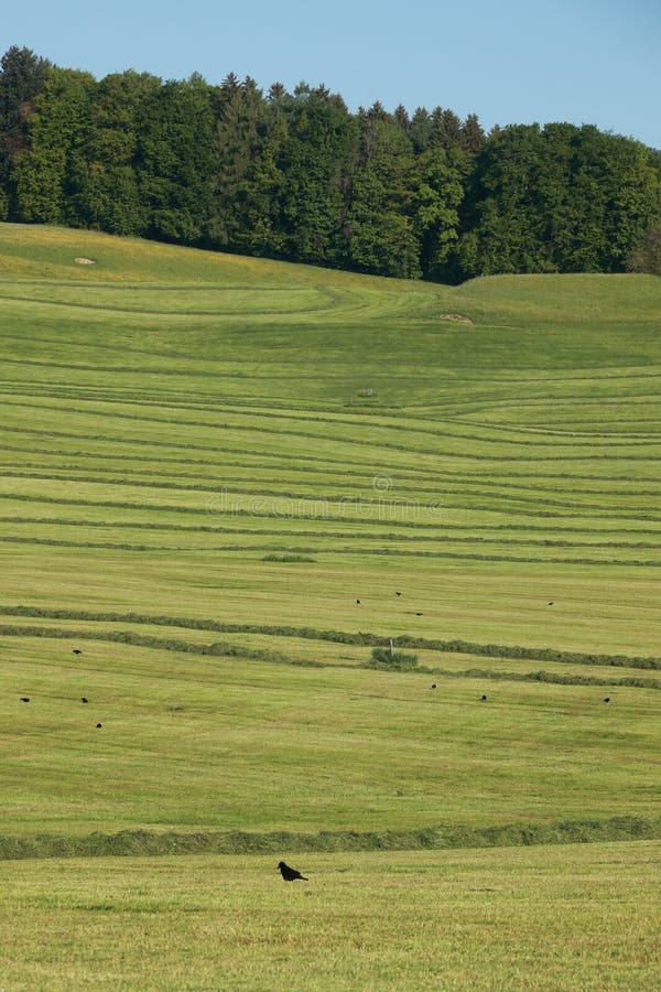 Birds flying stock image. Image of tree, wing, bird - 202015273
