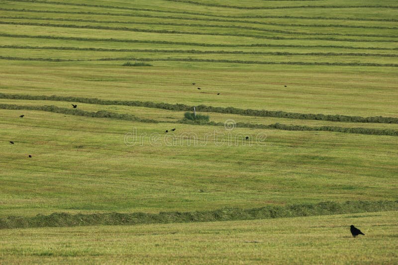 Birds flying stock image. Image of tree, wing, bird - 202015273