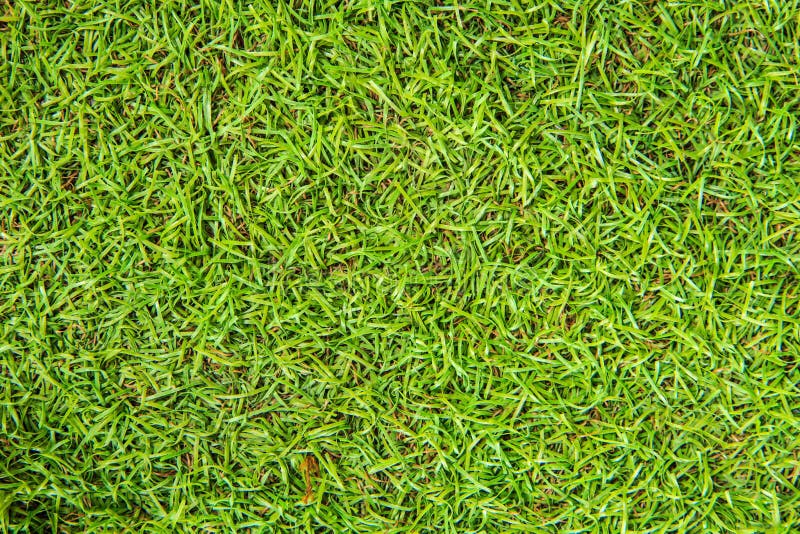 Field Grass Green, Natural Backdrop Stock Image - Image of empty ...