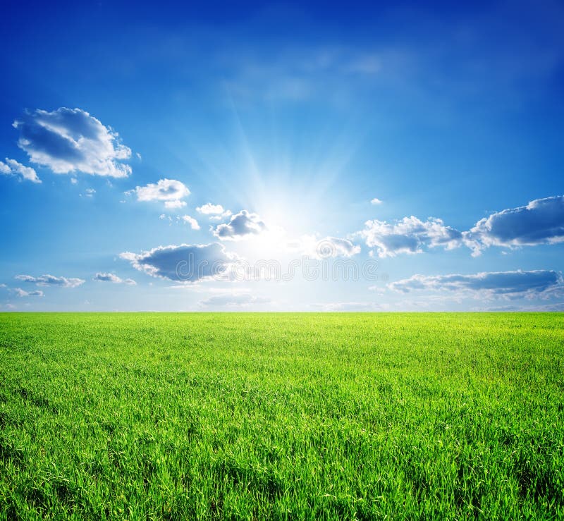 Field of green grass stock photo. Image of sunny, grass - 30751390