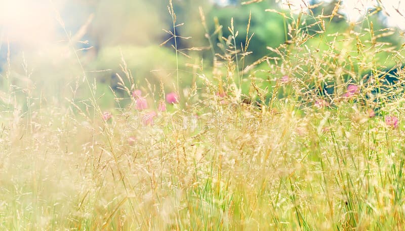 Field grass in june stock photo. Image of time, weather - 71302456