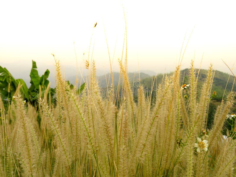 Field of grass stock photo. Image of greenery, bright - 144878070