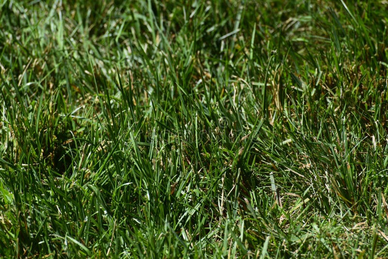 Field of grass stock photo. Image of pure, field, white - 90371446