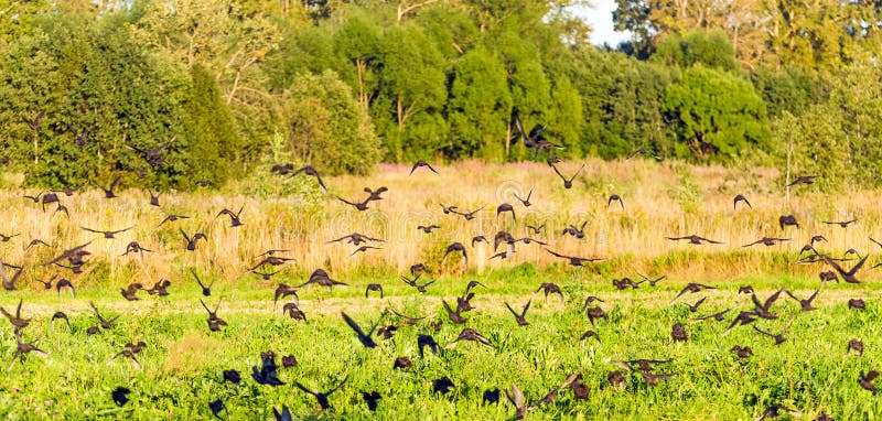 Field Grass Overgrown Flowers Summer Sun Light Stock Image - Image of ...