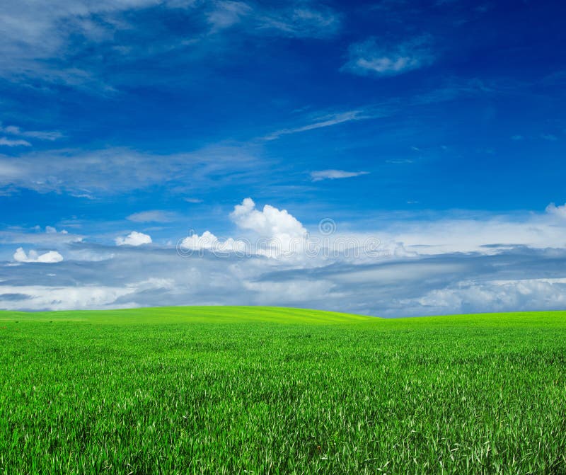 Field of grass and sky stock image. Image of meadow - 262644023