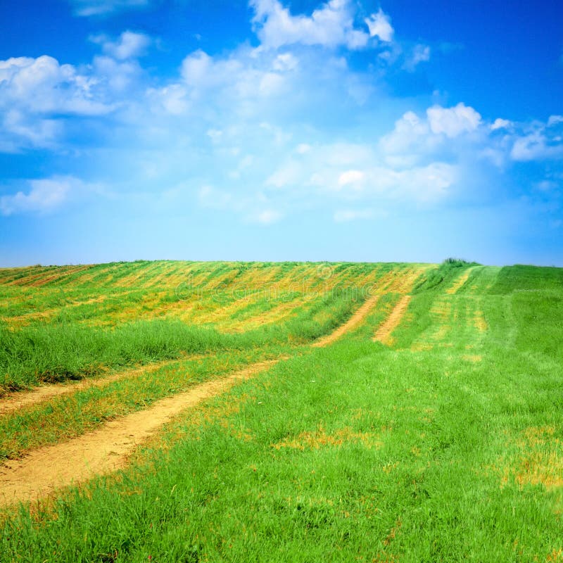 Field of grass stock photo. Image of lawn, horizon, colorful - 38530004