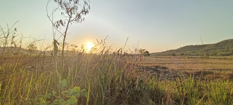 Field grass prairie stock image. Image of wetland, marsh - 382655461