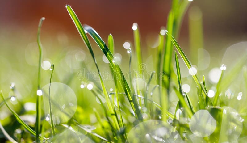 A Field of Grass with Raindrops on it Stock Image - Image of lawn, closeup: 355105387