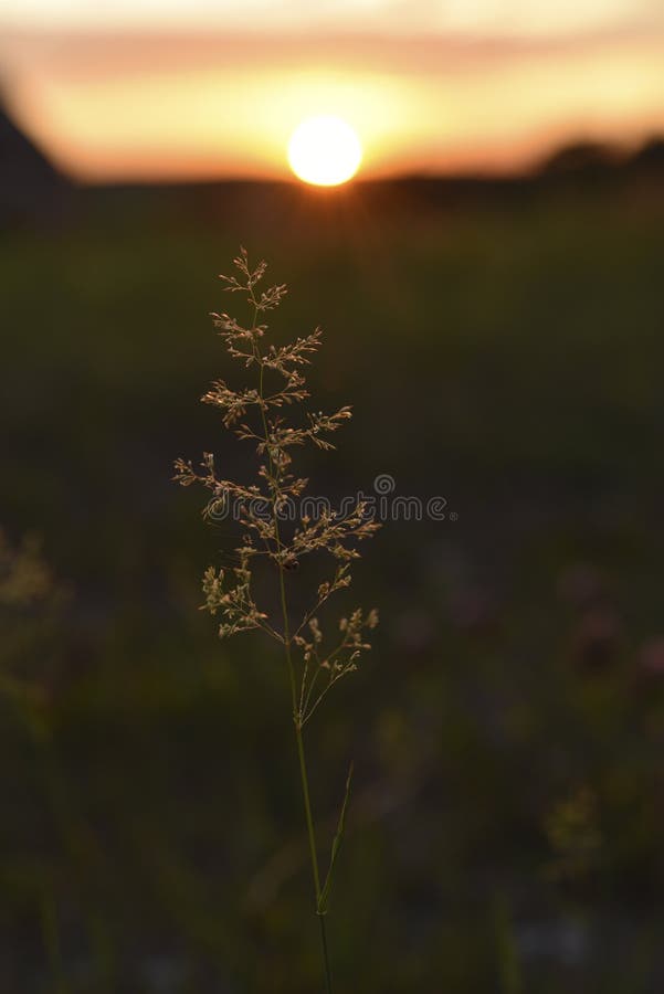 Field Grass in the Rays of the Setting Sun. Solar Disk and Grass Stock ...