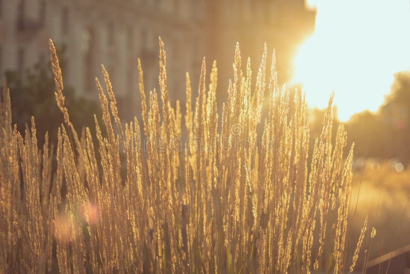 Grass Field in the Backlight of the Sun Stock Photo - Image of lawn ...
