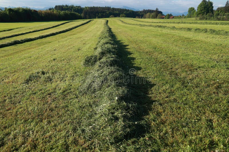A Field of Grass with a Row of Hay in the Middle Stock Photo - Image of ...