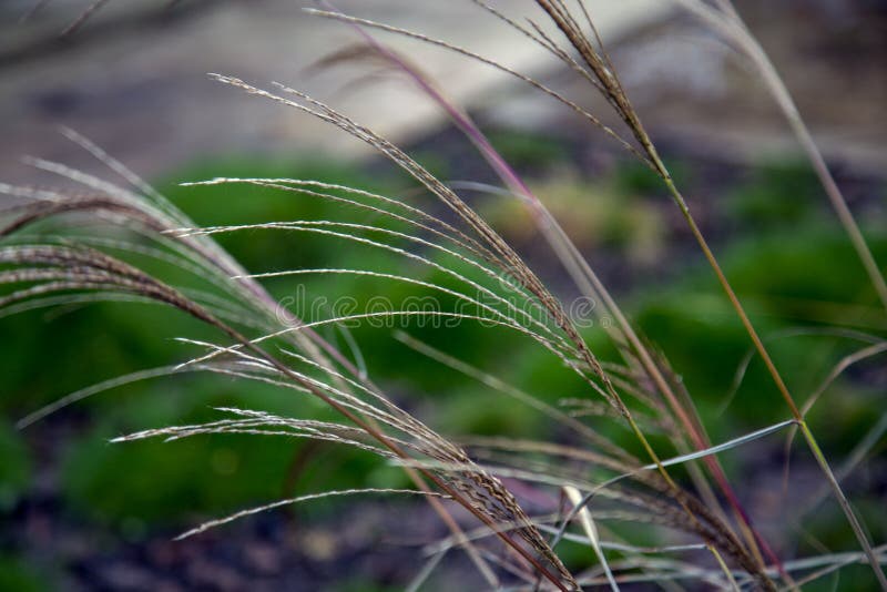 Field Grass Seeds in a Meadow. Stock Photo - Image of countryside ...