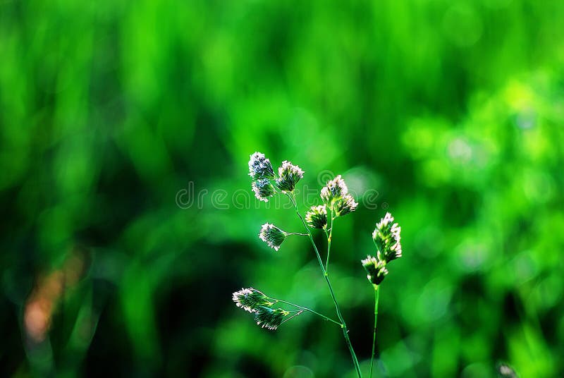 Field Grass with Small Flowers Stock Photo - Image of beauty, botany ...