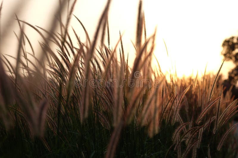 Field of Grass during Sunlight, Sunset, Set Rise Stock Image - Image of ...