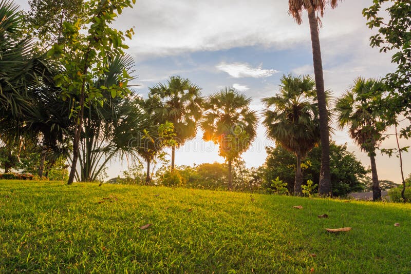 Field of grass and sunset stock image. Image of landscape - 40565913
