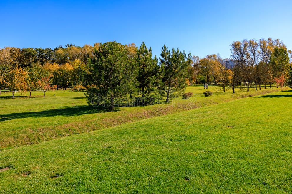 A Field of Grass with Trees in the Background Stock Image - Image of ...