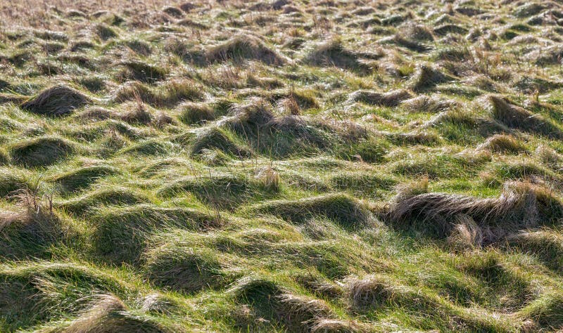 Tussocks of Grass Covered with Fallen Leaves and Snow Stock Photo ...