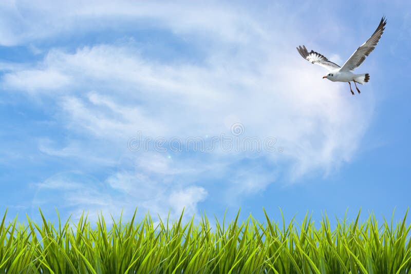Field of Grass Under Sky and Flying Bird Stock Image - Image of front ...