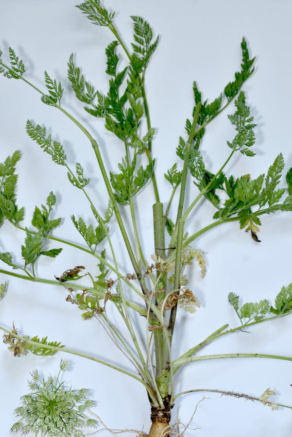 Field Grass Yarrow, Root System and Leaves. Stock Photo - Image of ...