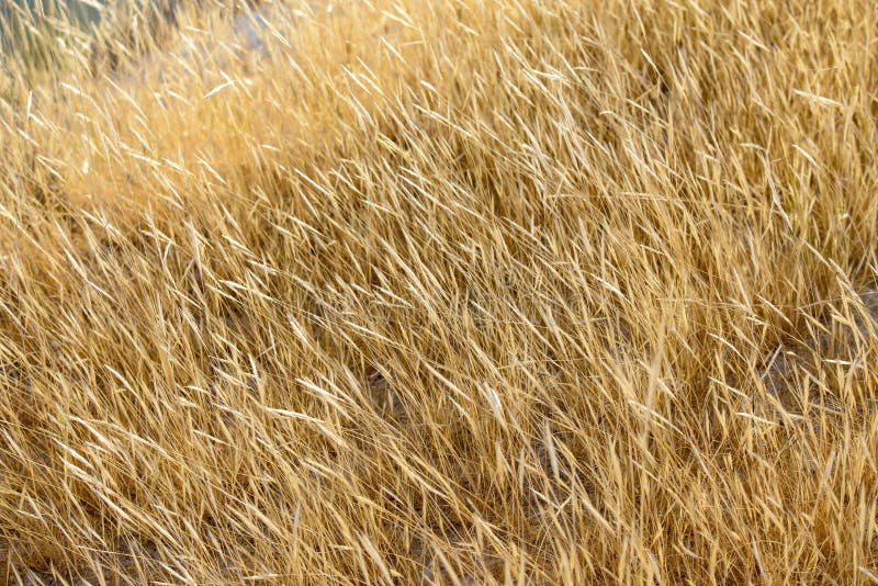 Field of grasses stock photo. Image of golden, grass - 152418666