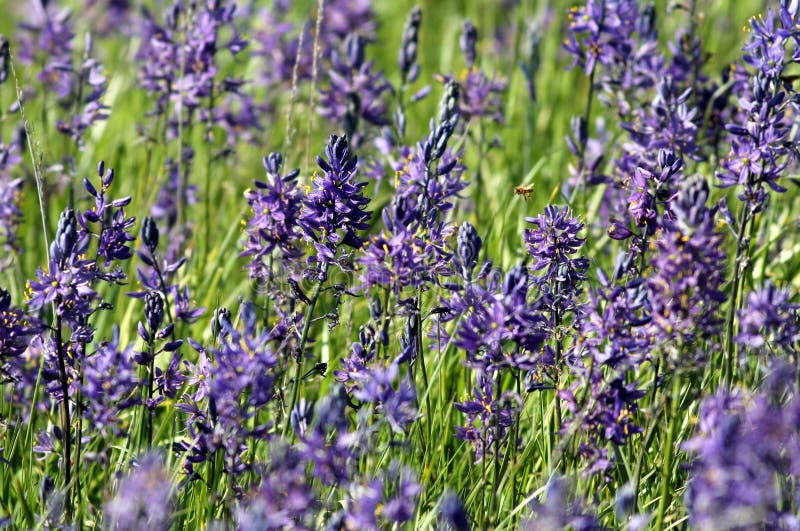 Field Great Camas Flowers Stock Photos - Free & Royalty-Free Stock ...