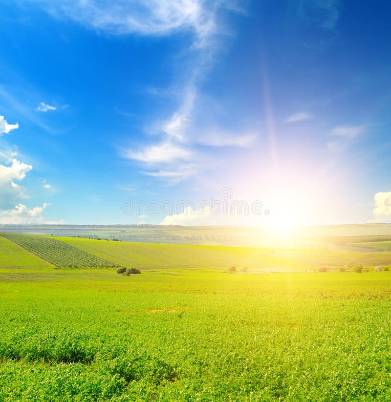 Field with Green Alfalfa and Bright Sun in the Blue Sky. Vertical Photo ...