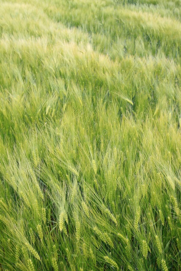 Field of green Barley stock photo. Image of field, gold - 38847472