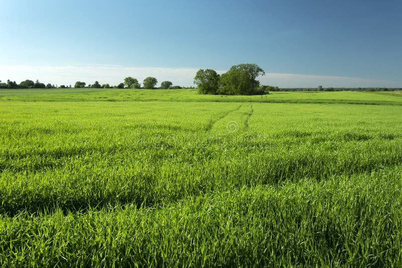 Field with Green Cereal and Evening Sky, Spring Day Stock Image - Image ...