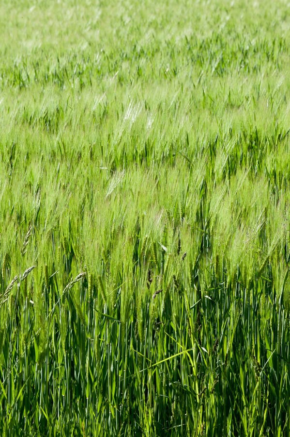 Cereal Green Grain Plants Growing Spikes On Spring Stock Image - Image ...