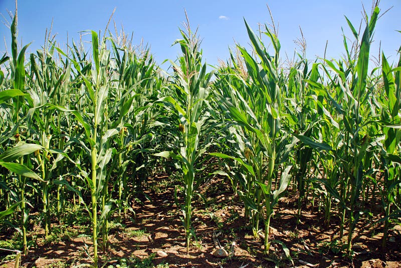 Edge of corn field stock photo. Image of corn, young, green - 184492