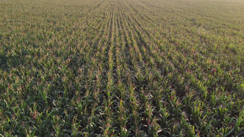 Field of Green Corn, Aerial View of a Ripening Corn Plantation Stock ...