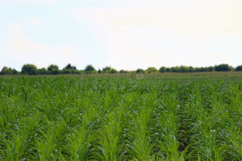 Creative Symbolic Background Stock Image - Image of green, nature ...